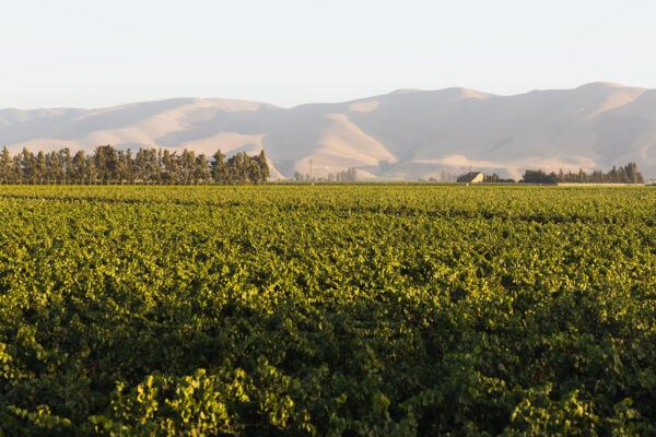 Explore Monterey Wine Country at the ASEV’s Vineyard & Winery Tour on ...